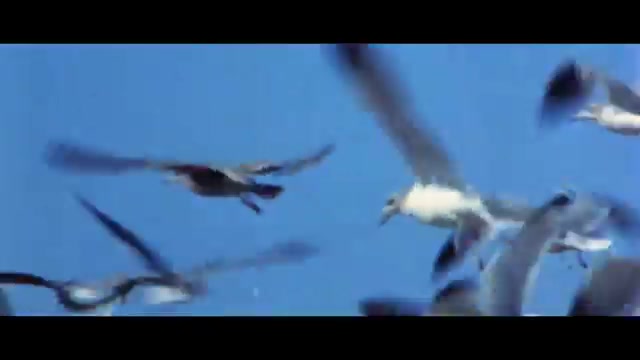 Die Möwe Jonathan Trailer SD (Englisch) (1973)